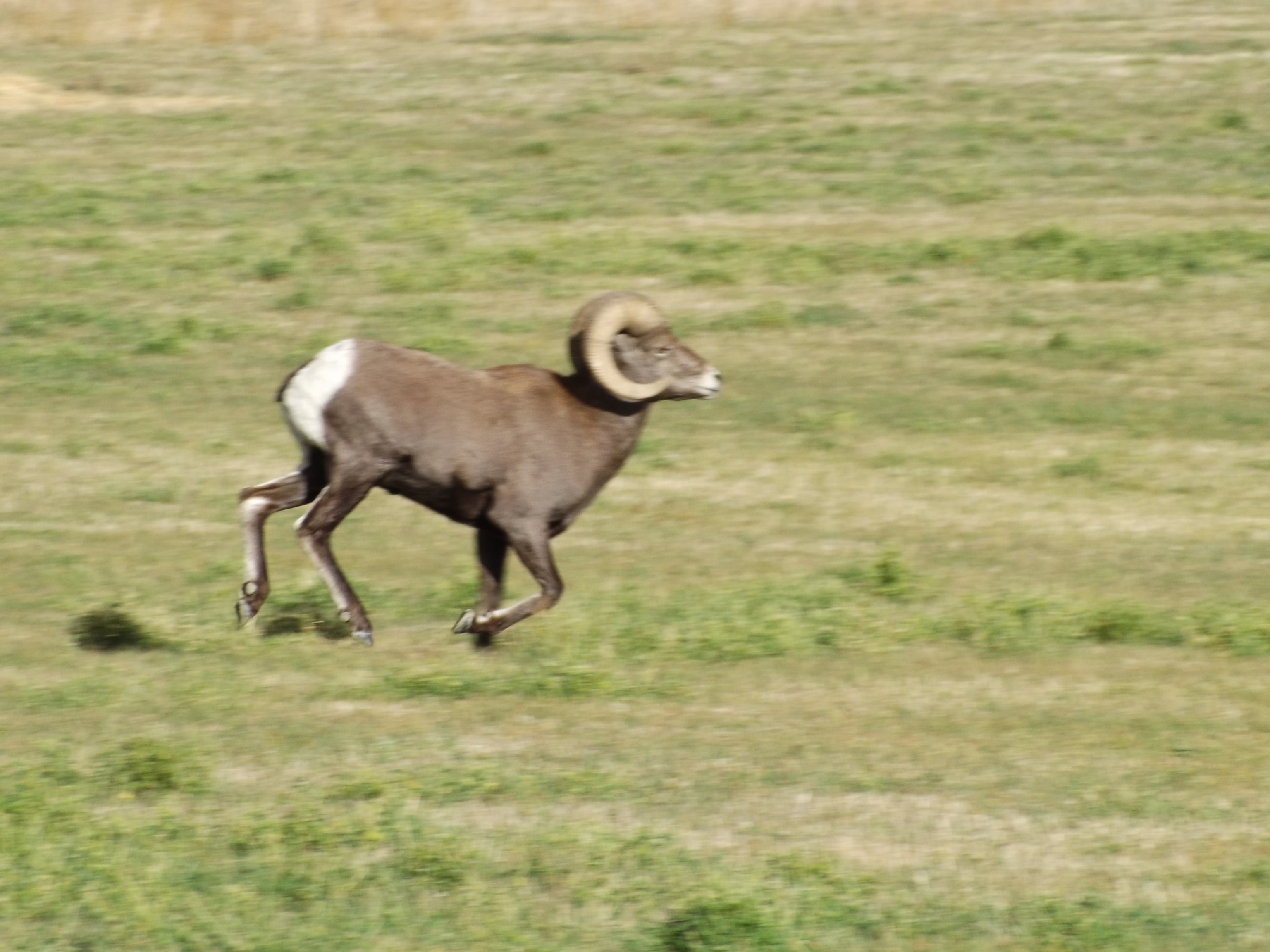 Who knew the WHL had different eras? Live-puck and dead-puck ...